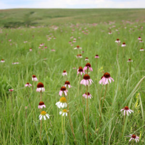 Butterfly Byway | Visit The Prairie | The Great Plains Ecotourism Coalition