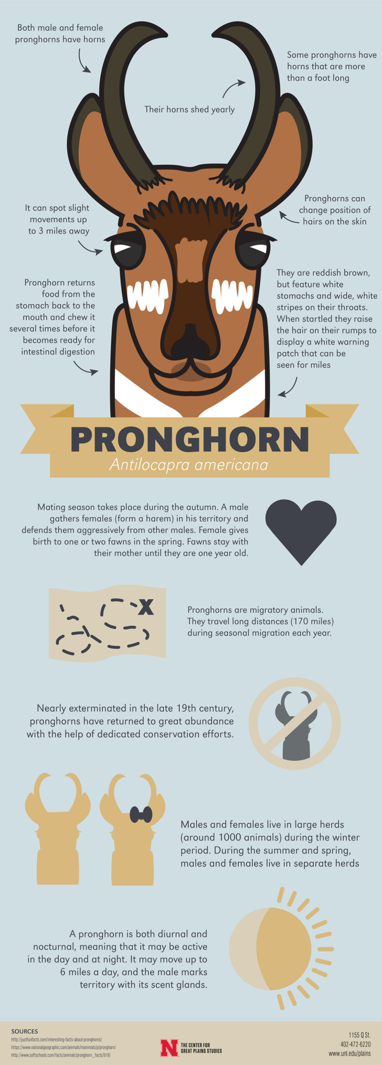 Pronghorn infographic