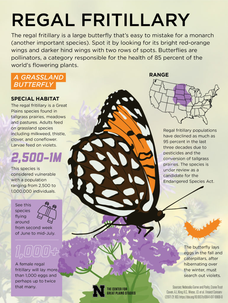 Infographic: Regal Fritillary